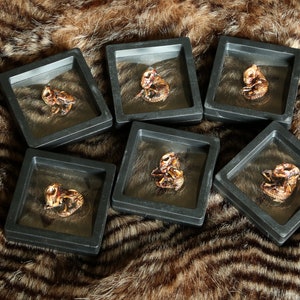 Mummified Fetal Rabbits Shadow Box - Etsy
