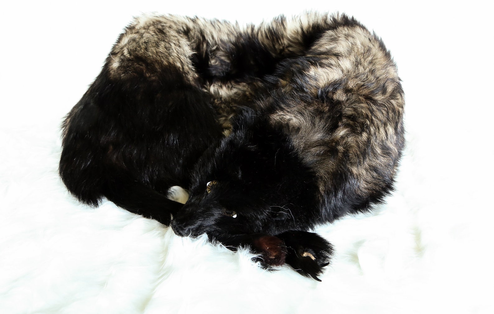 1930's 1940's Antique Fox Stole Vintage - Etsy