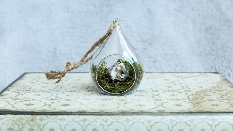 Real Mouse Pup - Teardrop Glass Terrarium - Etsy