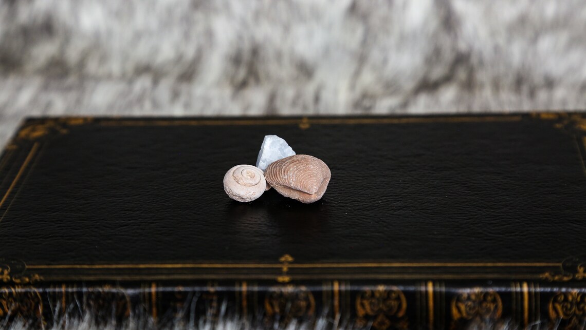 Mini Fossil & Mineral Pack - Etsy