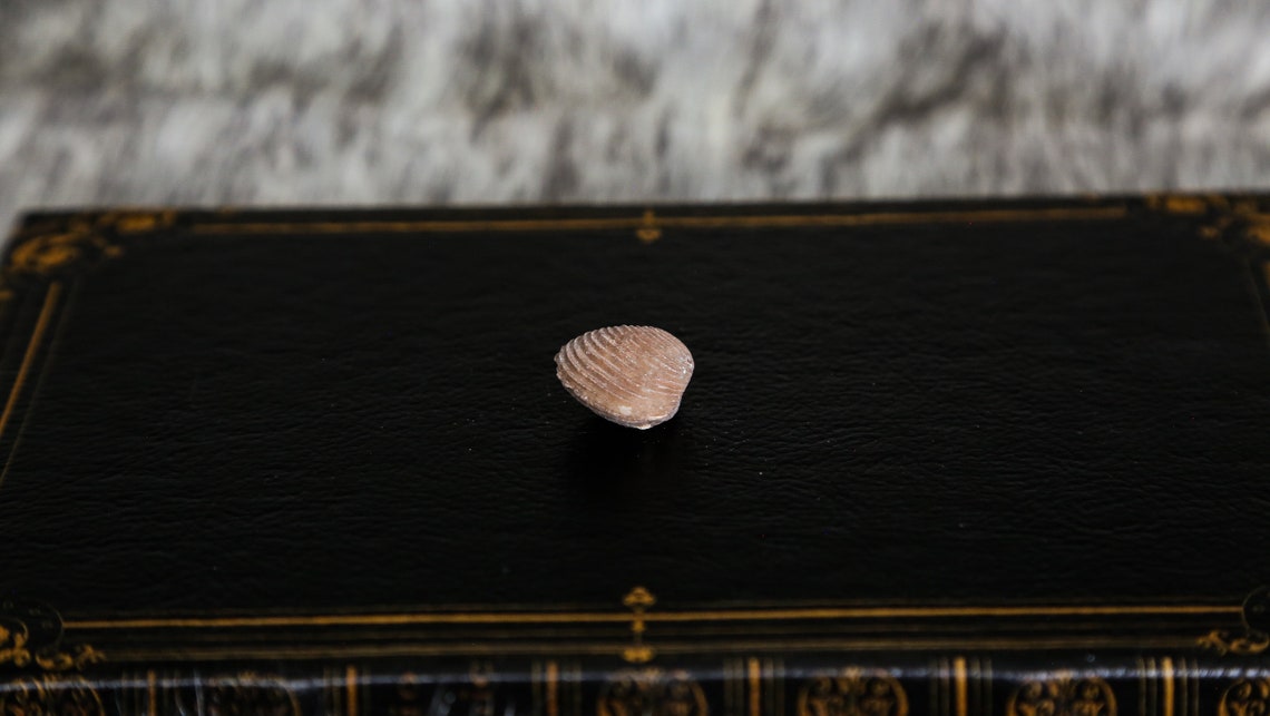 Mini Fossil & Mineral Pack - Etsy