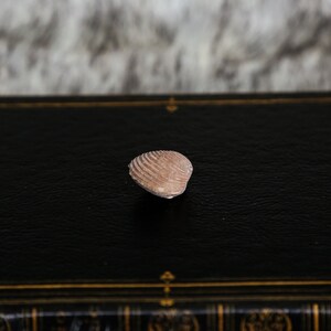 Mini Fossil & Mineral Pack - Etsy