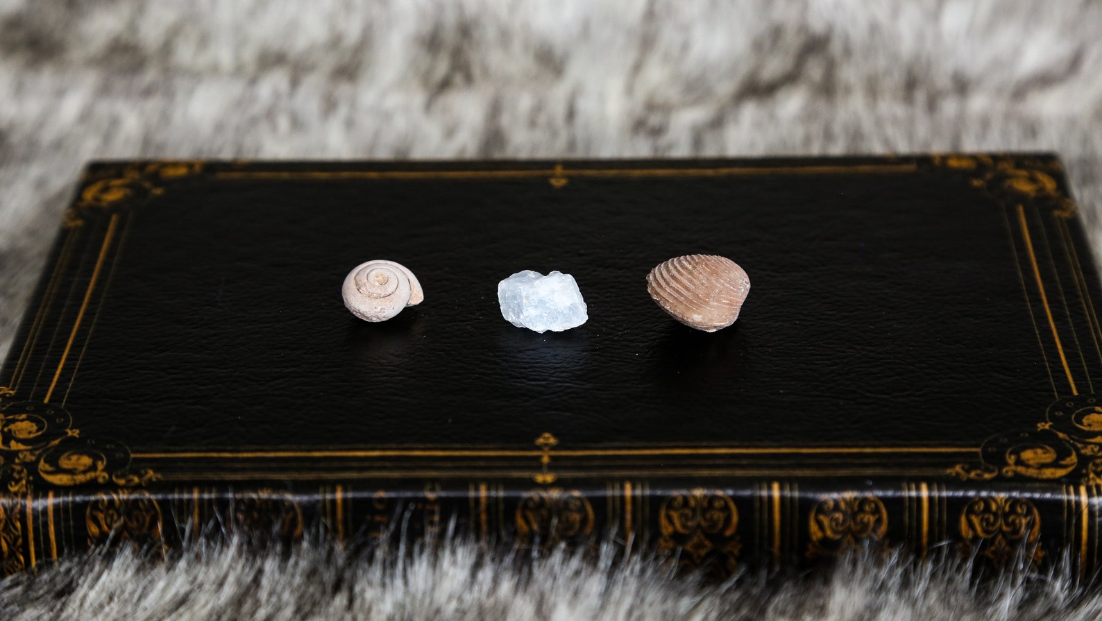 Mini Fossil & Mineral Pack - Etsy