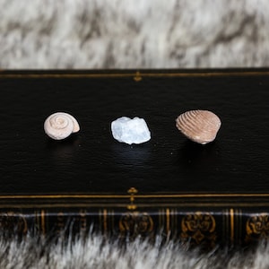 Mini Fossil & Mineral Pack - Etsy