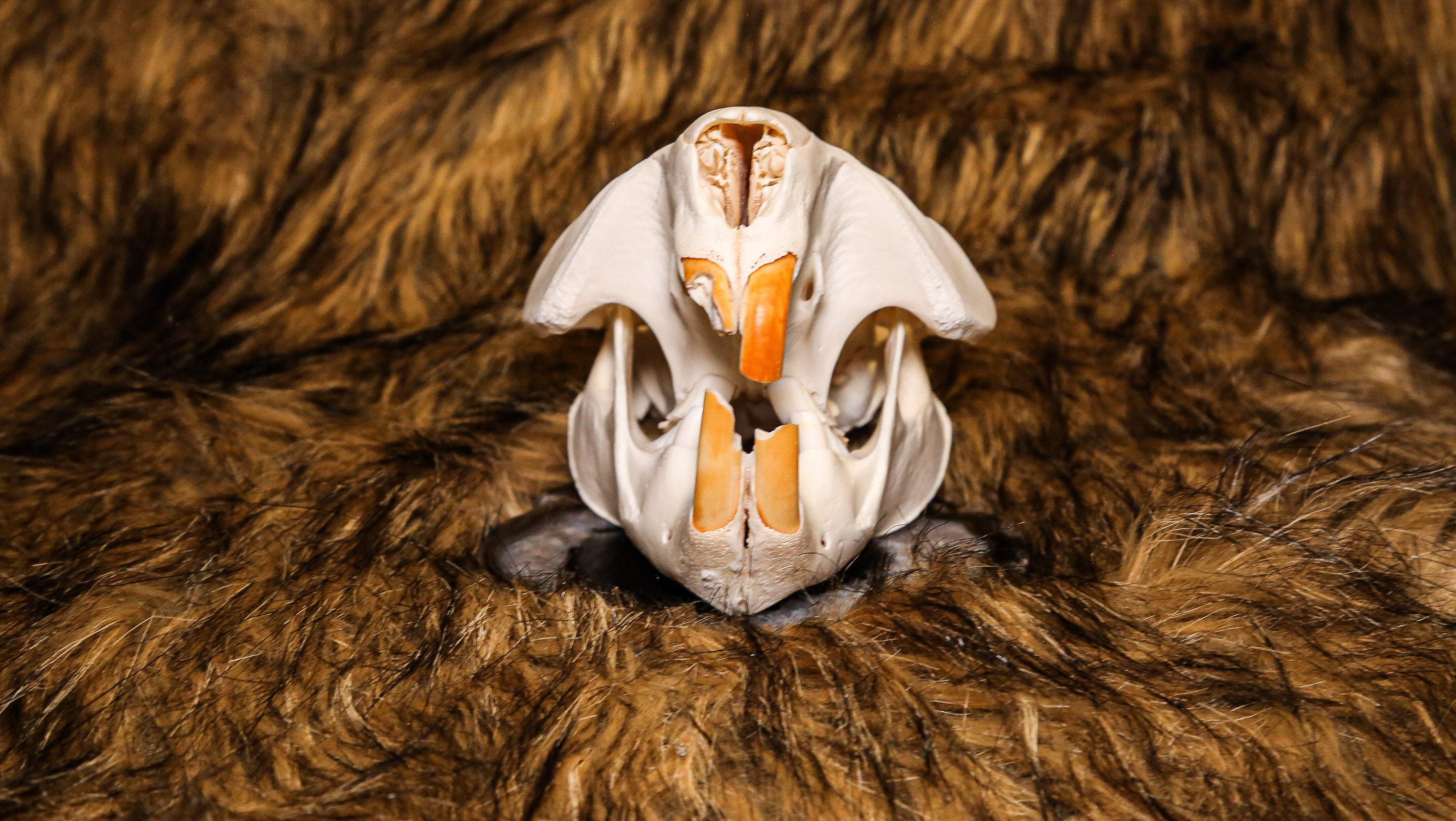 Beaver Skull Skulls - Etsy