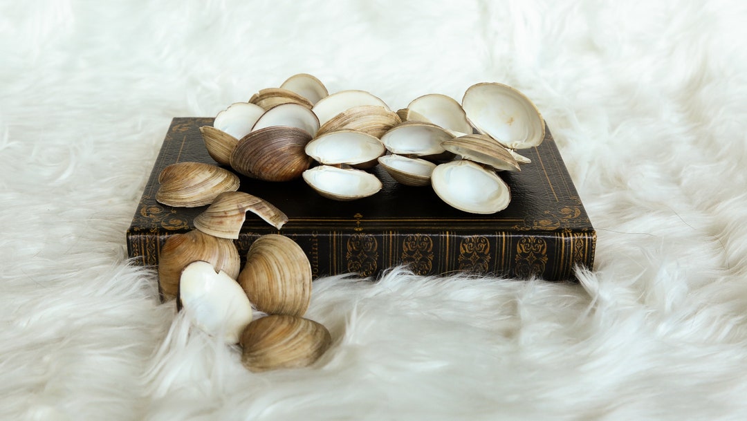 Clam Shells - Etsy