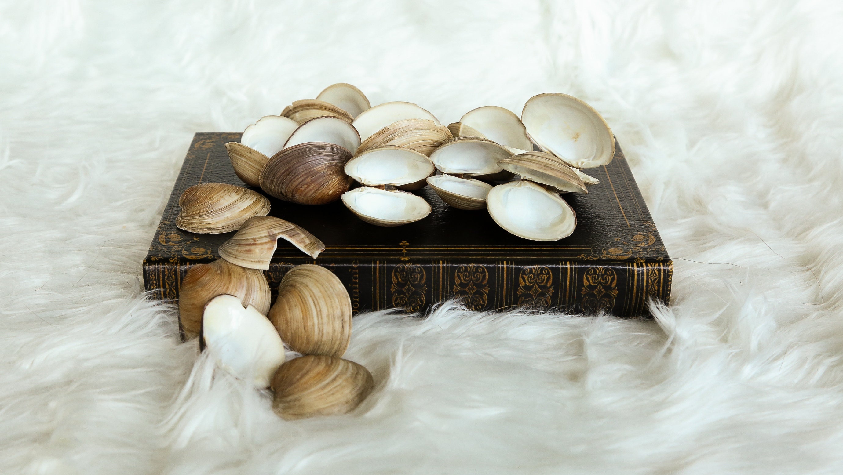 Clam Shells: Craft & Display Pair, 1.5 In - Etsy