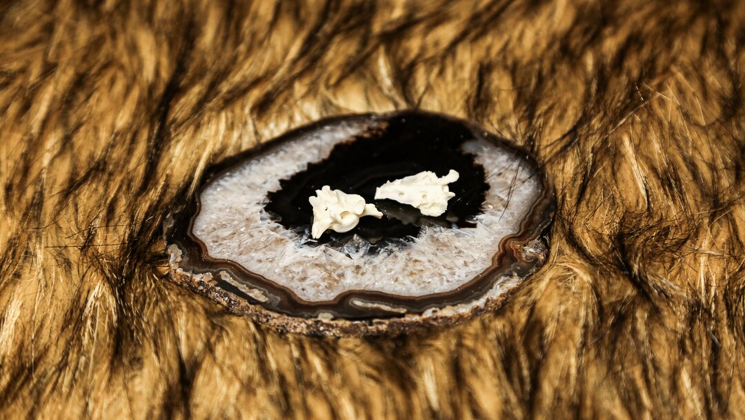 Real Squirrel Sacrum - Etsy