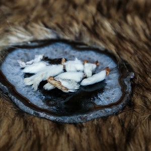 Dry- Preserved White Ermine Paw - Etsy