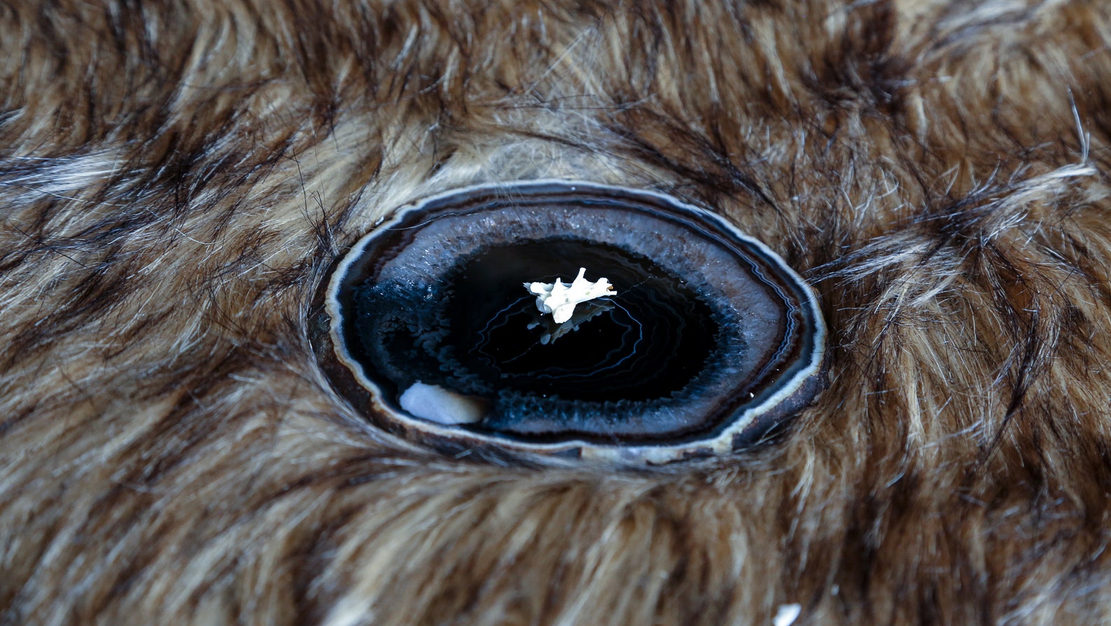 Pine Squirrel Sacrum - Etsy