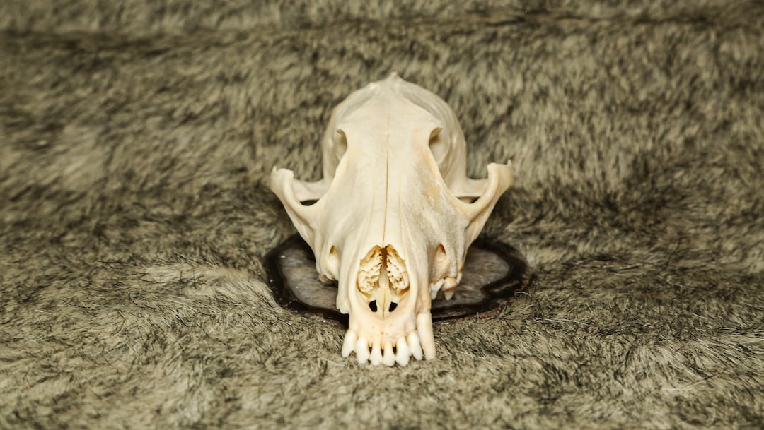 Complete Coyote Skull - Craft - Etsy