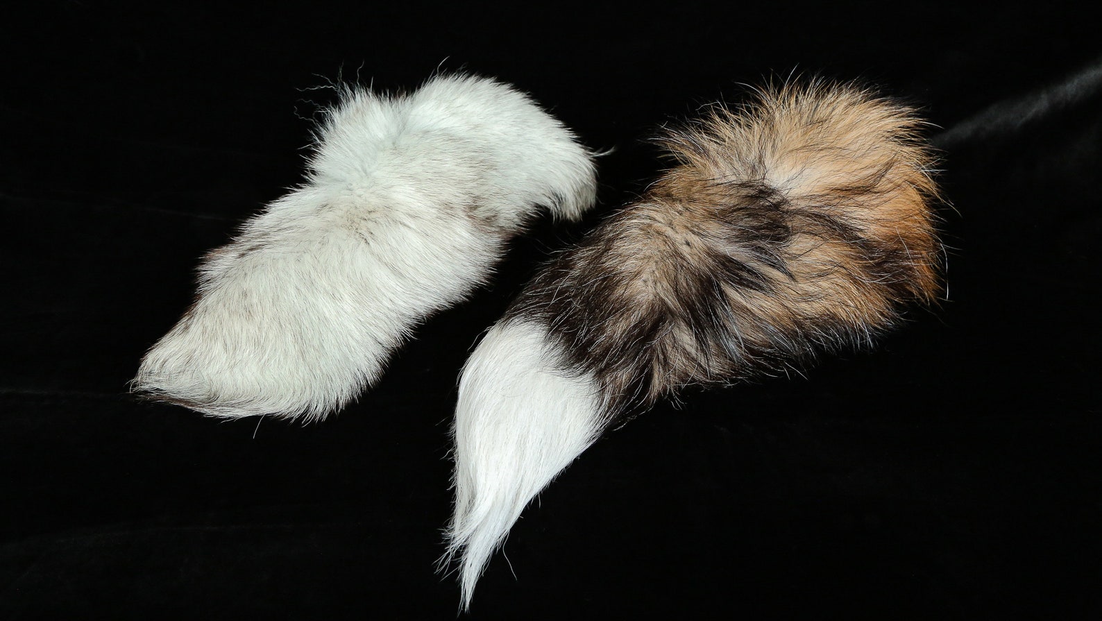 Real Tails Keychains - Etsy