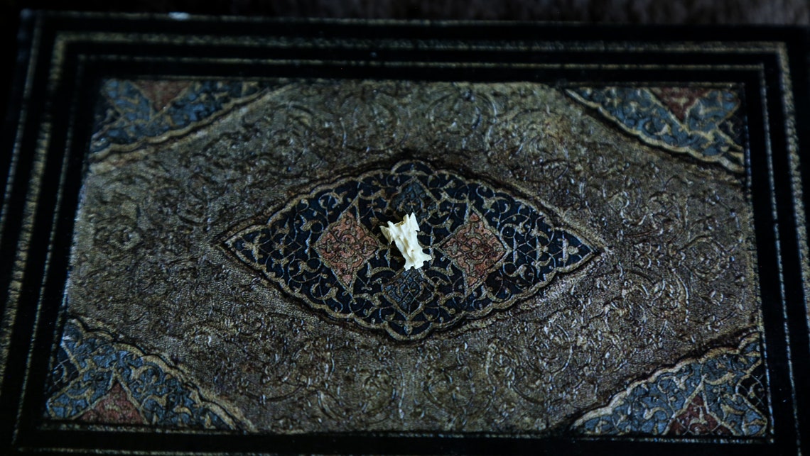 Thirteen-lined Ground Squirrel Sacrum - Etsy