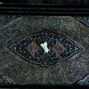 Thirteen-lined Ground Squirrel Sacrum - Etsy