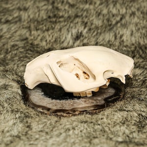 North American Beaver (castor Canadensis) - Craft Grade - Beaver Skull ...