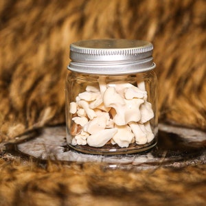 Raccoon Paw Bone Jar - Etsy
