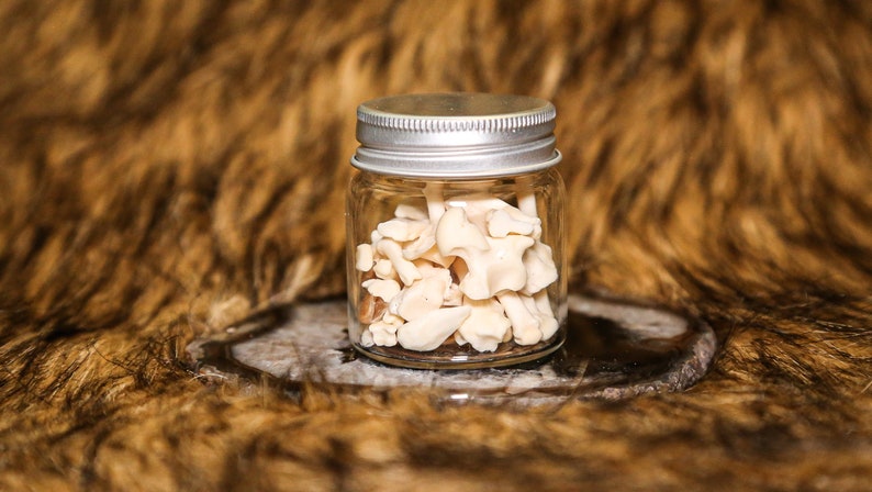 Raccoon Paw Bone Jar - Etsy