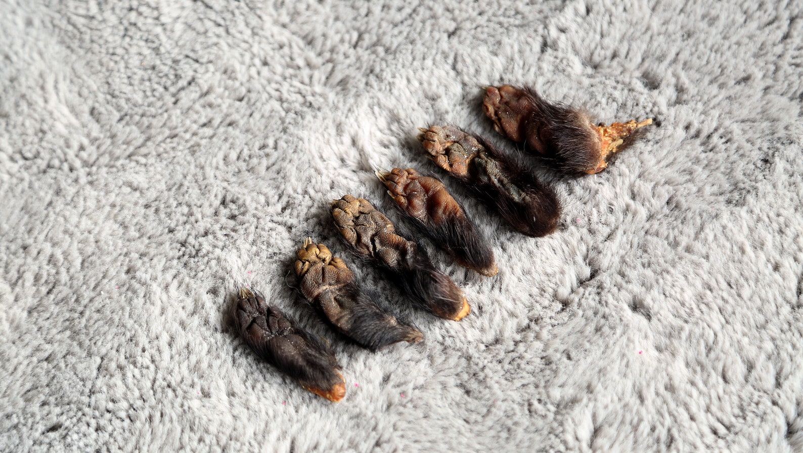 Real Dry Preserved Skunk Foot | Etsy