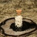 Juvenile Red Fox Bones Jar - Etsy