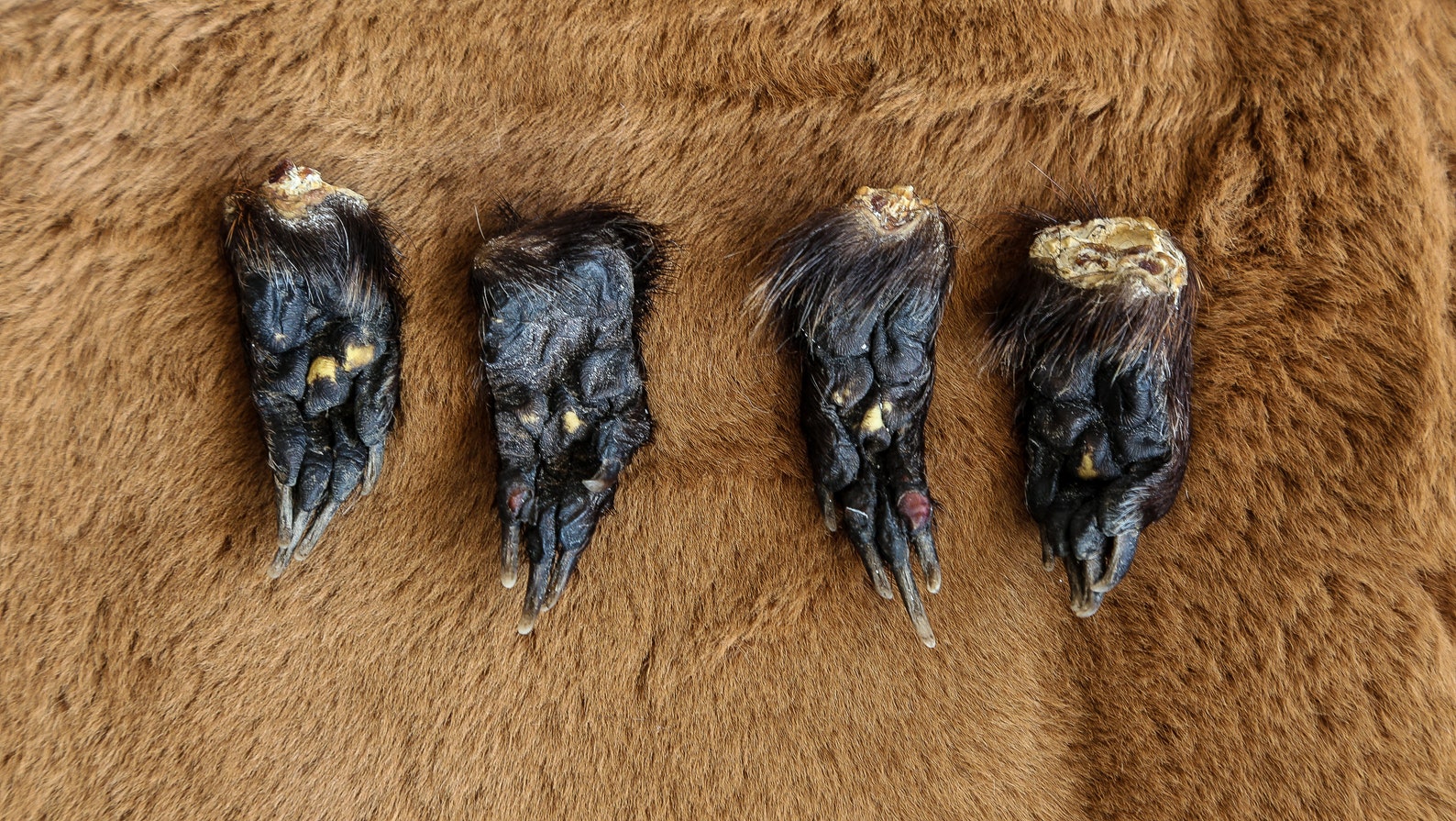 Real Dry Preserved Groundhog Paw - Etsy