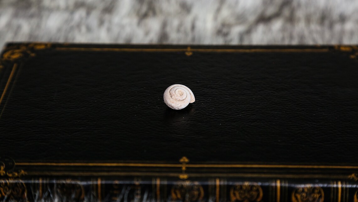 Mini Fossil & Mineral Pack - Etsy