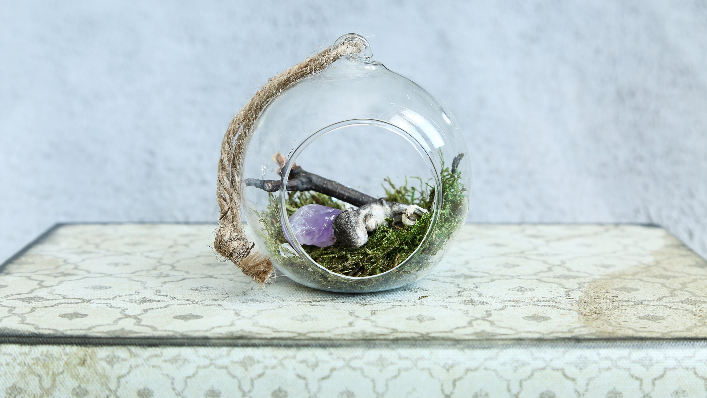 Real Mouse Pup - Round Glass Terrarium - Etsy