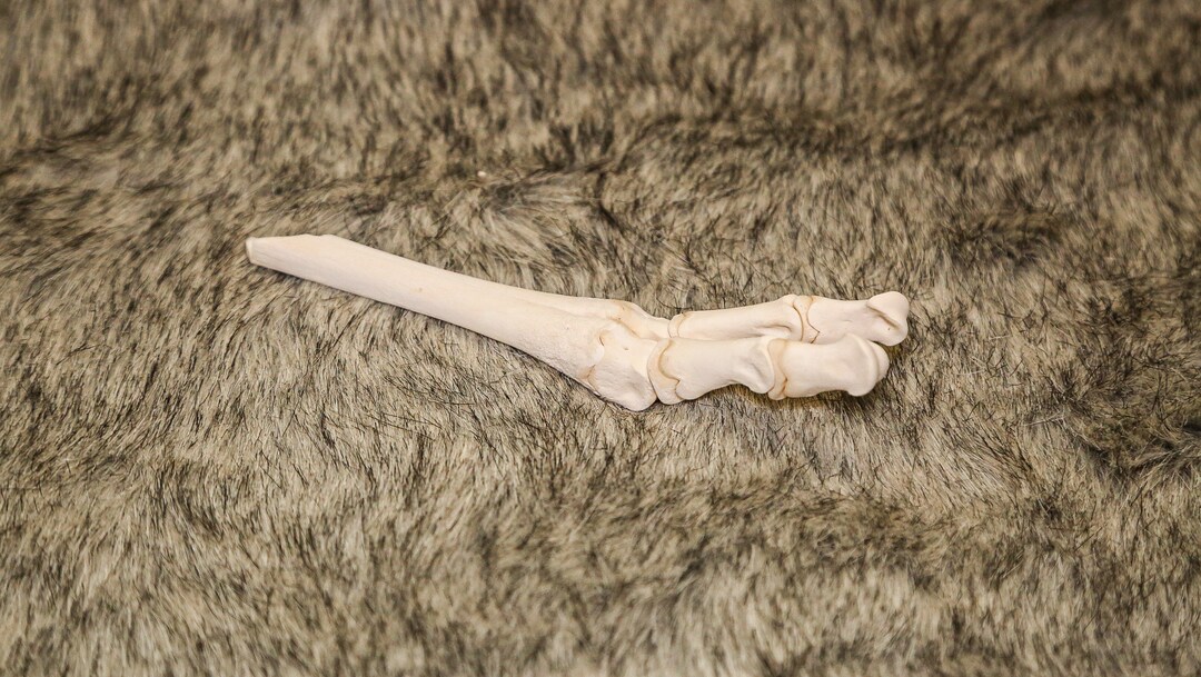 Real Fawn Articulated Leg Bone - Etsy
