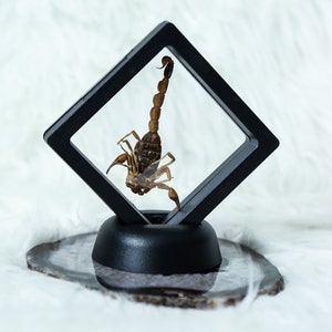 Mummified Scorpion - Shadow Box - Etsy