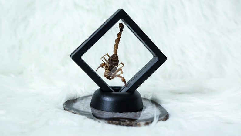 Mummified Scorpion Shadow Box | Etsy