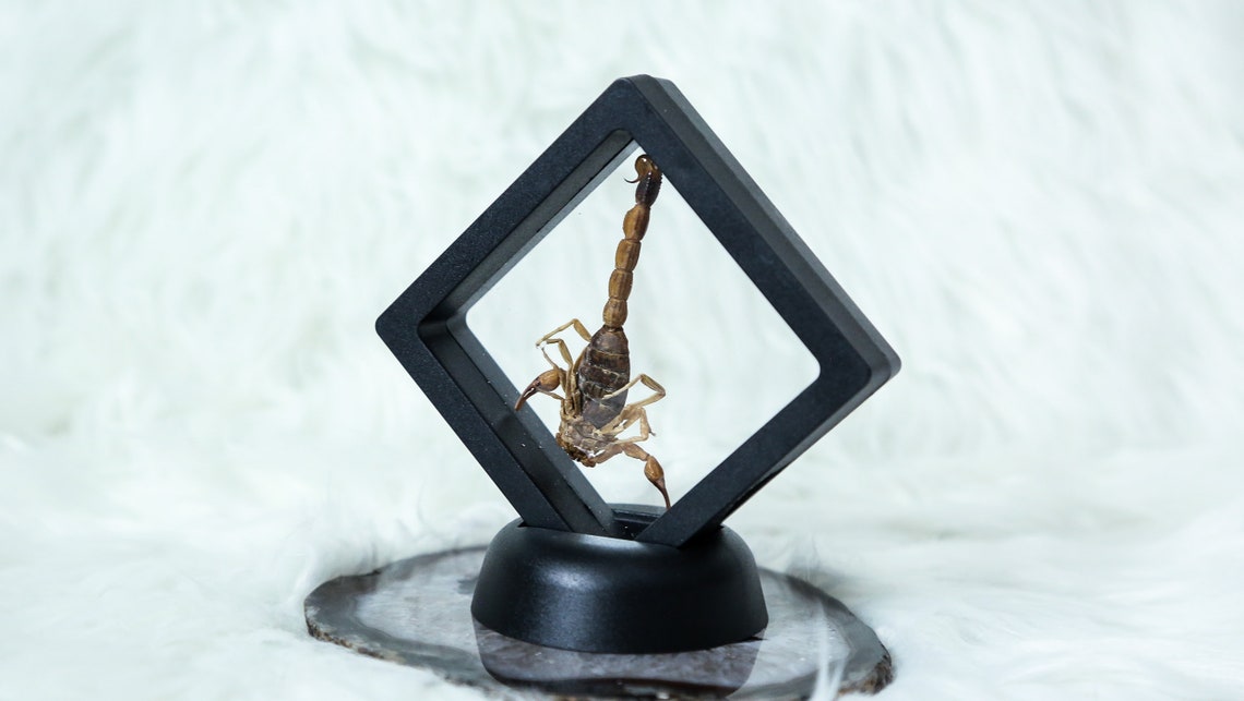 Mummified Scorpion Shadow Box | Etsy
