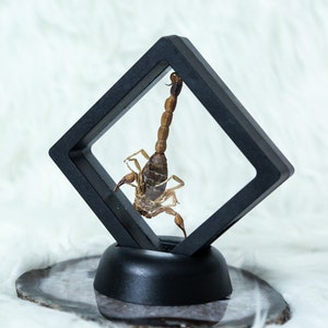 Mummified Scorpion - Shadow Box - Etsy