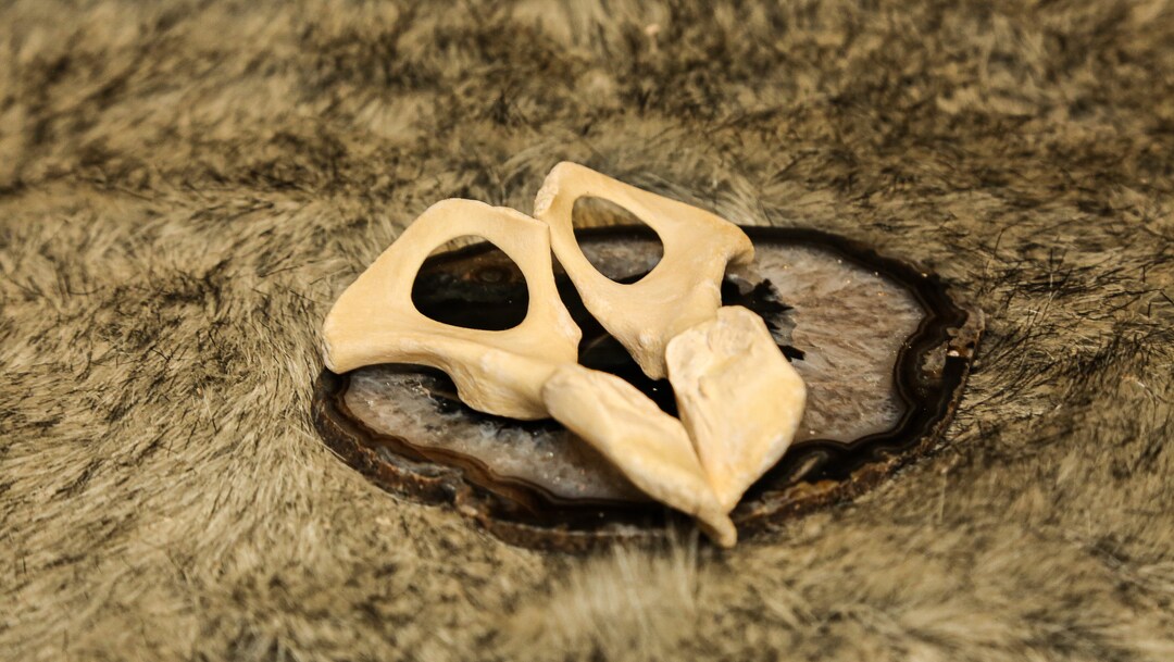Real Raccoon Pelvis - Etsy