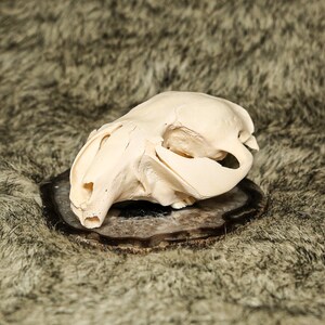 North American Beaver (castor Canadensis) - Craft Grade - Beaver Skull ...