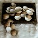 Clam Shells - Etsy