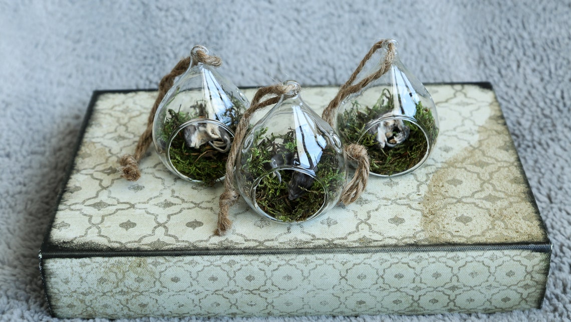 Real Mouse Pup - Teardrop Glass Terrarium - Etsy