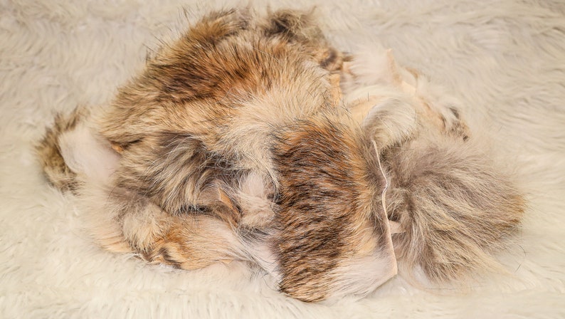 Coyote Scrap Fur Pieces - Etsy