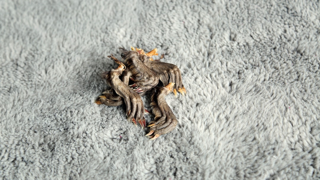 Real Dry- Preserved Muskrat Foot - Etsy