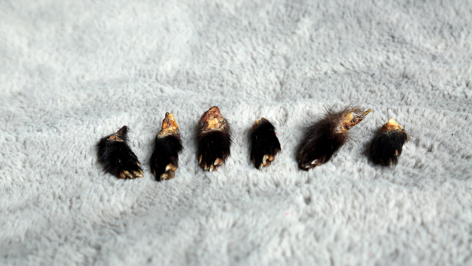 Real Dry Preserved Skunk Foot - Etsy