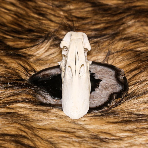 Duck Skull - Etsy