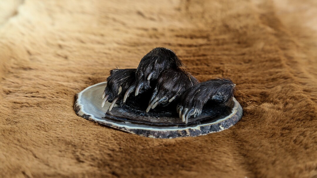 Real Dry- Preserved Groundhog Paw - Etsy