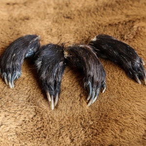 Real Dry- Preserved Groundhog Paw - Etsy