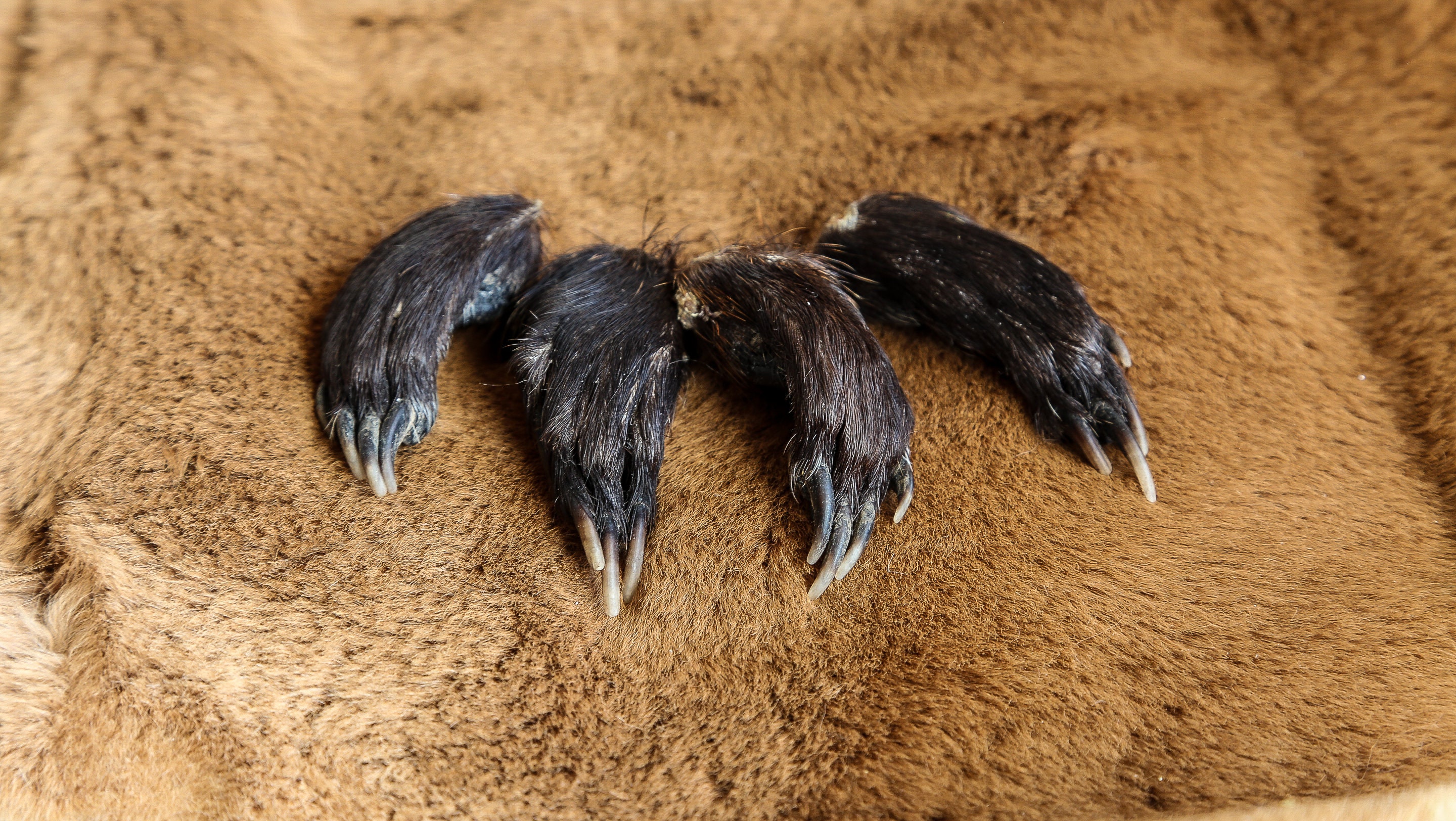 Real Dry Preserved Groundhog Paw - Etsy