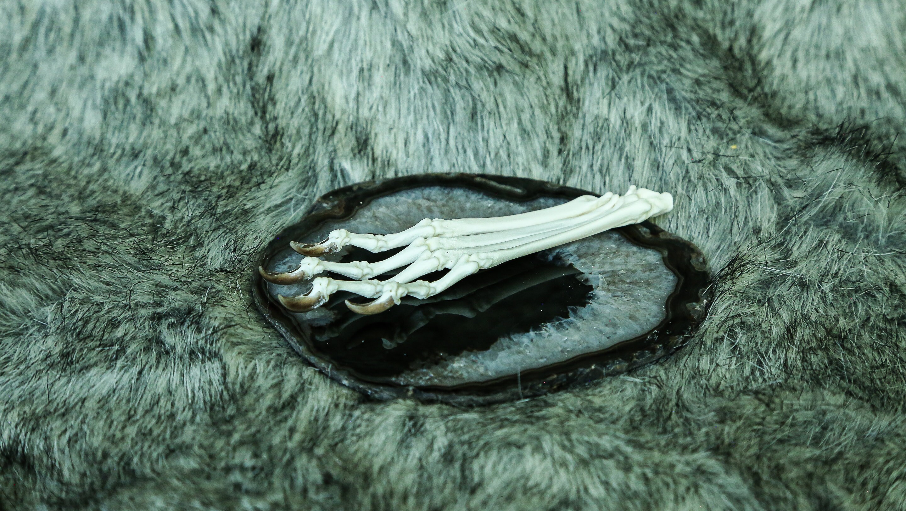 Red Fox Paw Articulation - Etsy