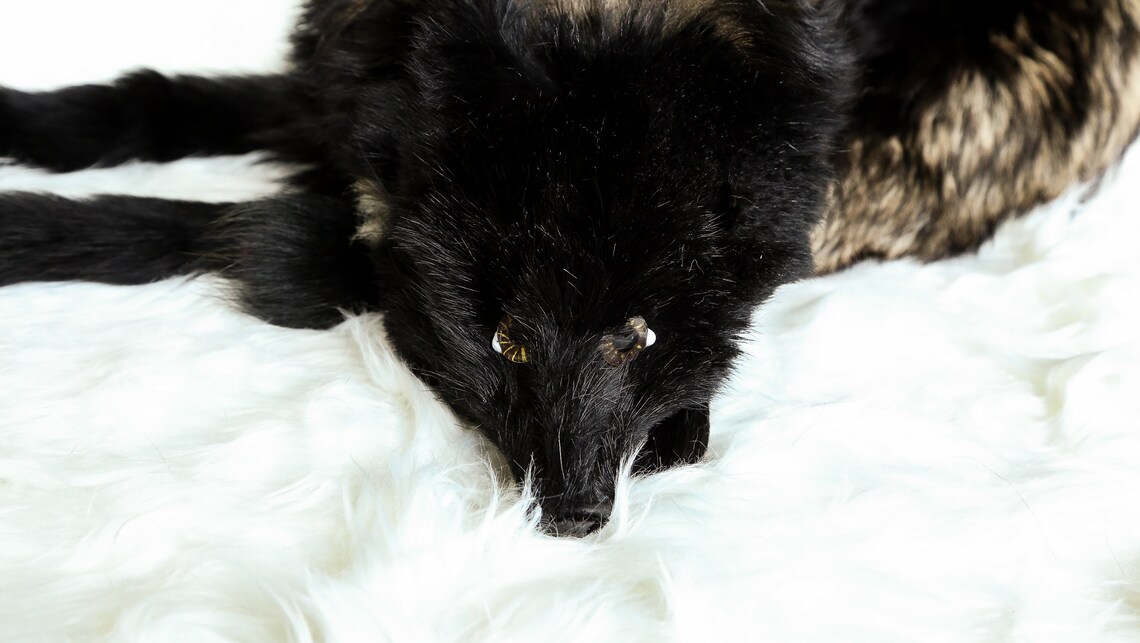 1930's 1940's Antique Fox Stole Vintage - Etsy