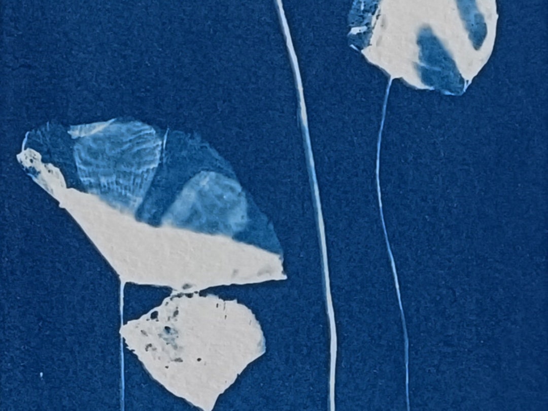Original Cyanotype Print 15x20cm Red Poppy Wall Art Print - Etsy