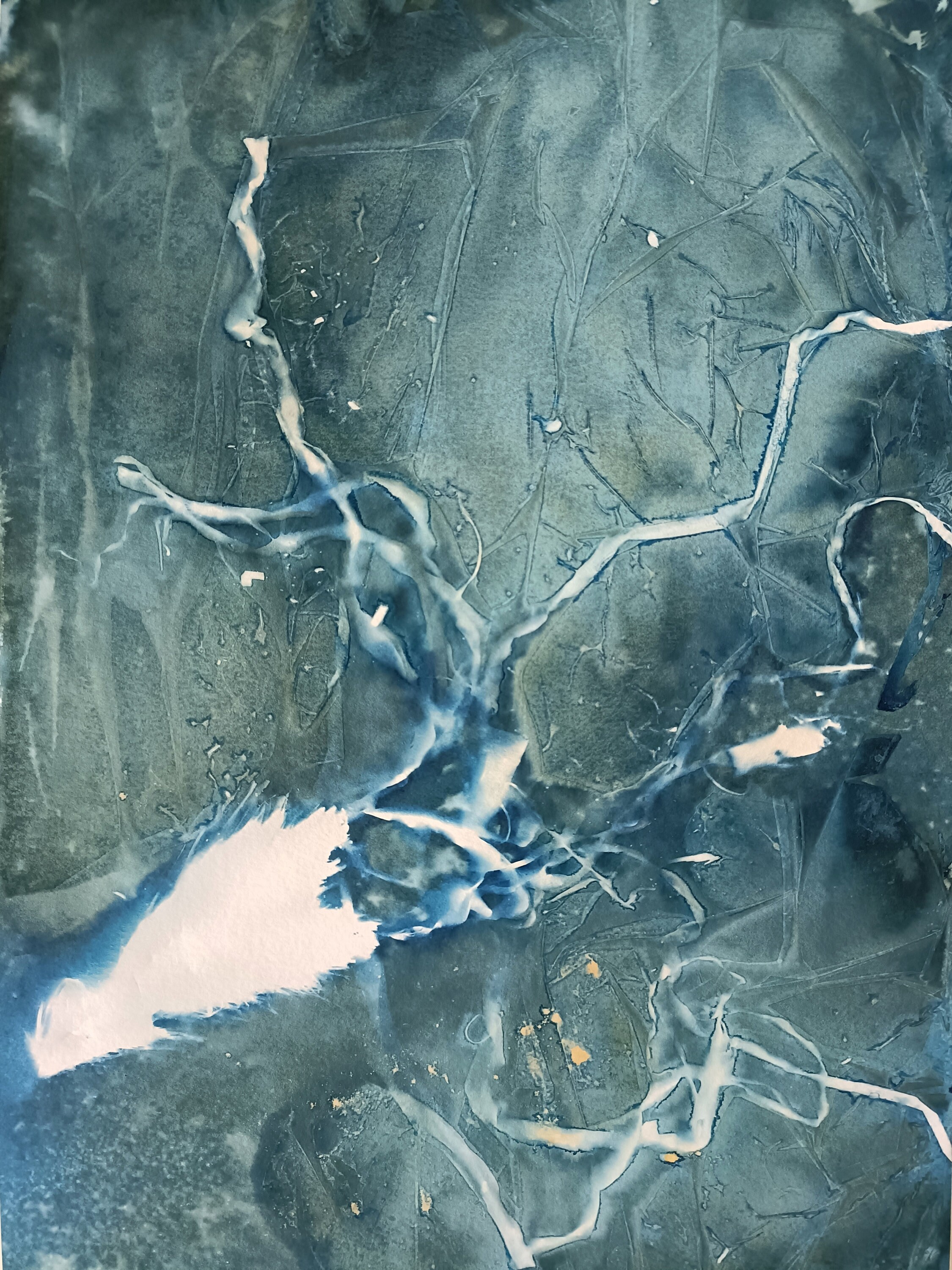 A4 Original Wet Cyanotype Print, Seaweed Wall Art Print, Cyanotype ...