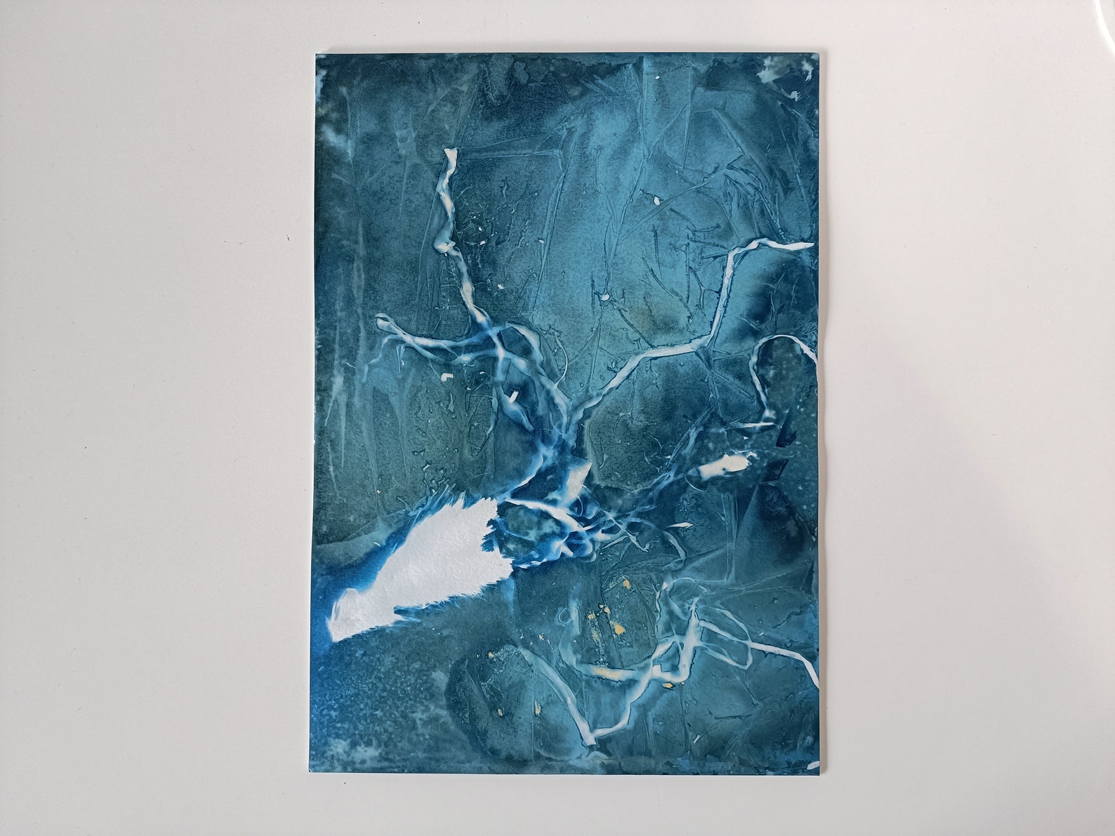 A4 Original Wet Cyanotype Print, Seaweed Wall Art Print, Cyanotype ...