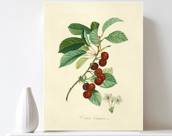 Red Cherry Print | Etsy