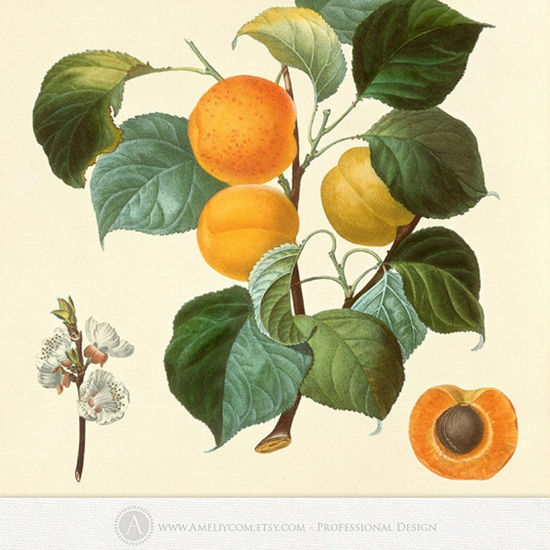 Botanical Fruit Print Apricot Chart Print Vintage Botanical | Etsy