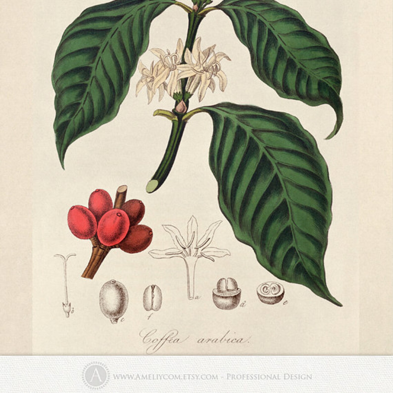 Coffee Print Printable Wall Art Coffee Plant Art Botanical - Etsy